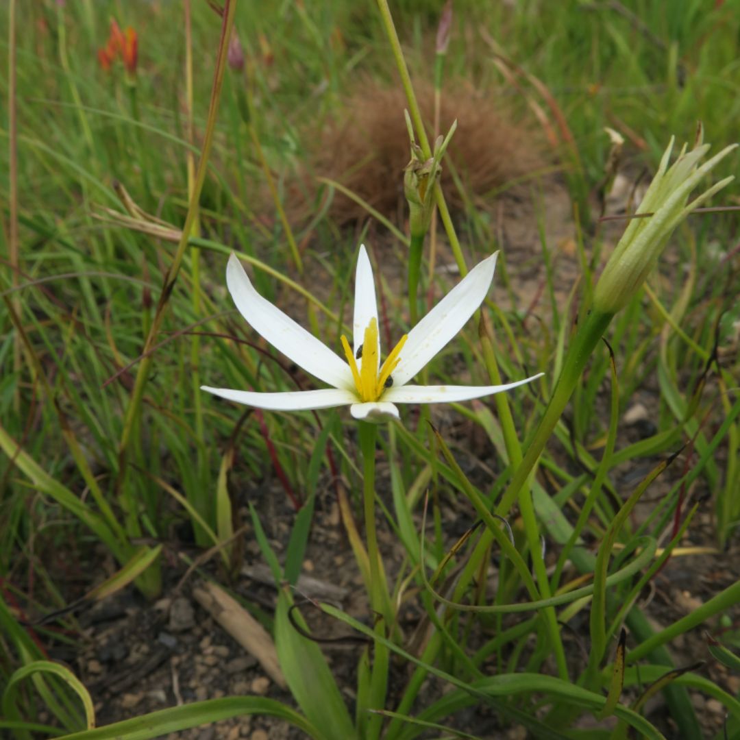 Pauridia capensis (White) seeds - Buy online
