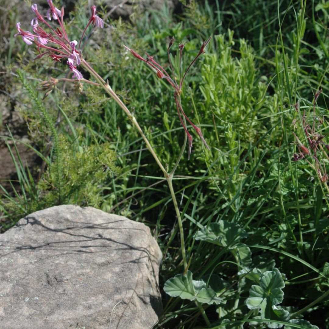 Pelargonium reniforme subsp. reniforme seeds - Buy online