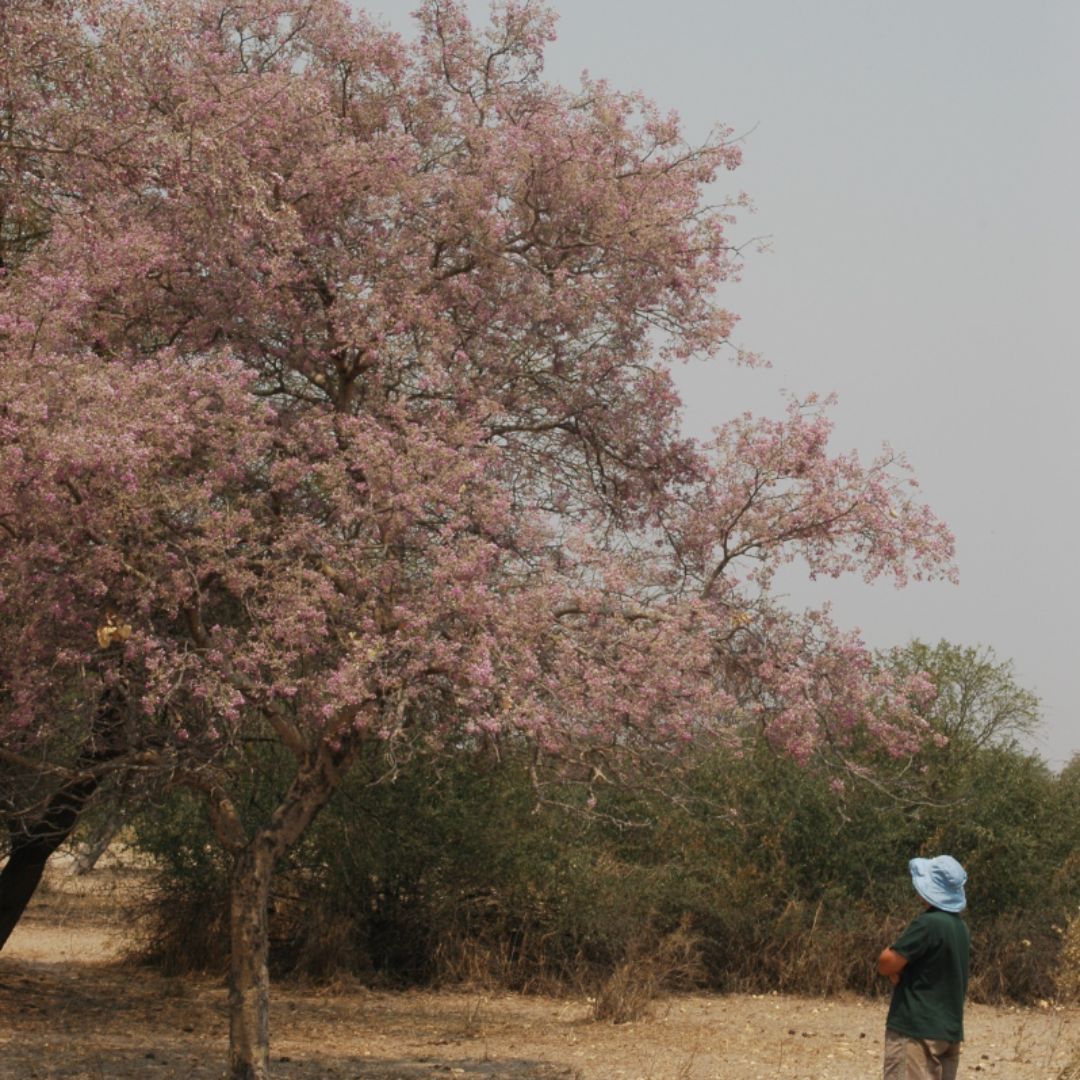 Philenoptera violacea seeds - Buy online