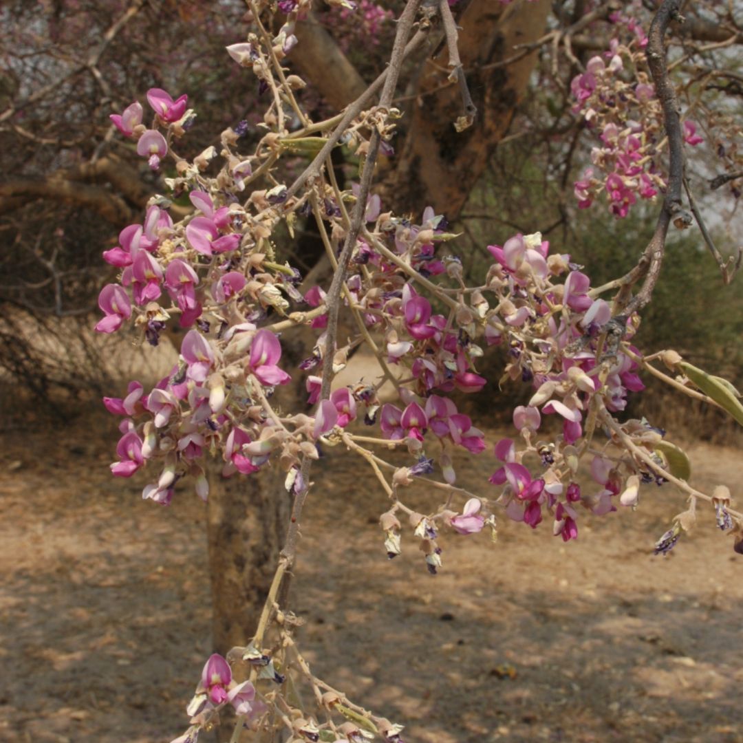 Philenoptera violacea seeds - Buy online