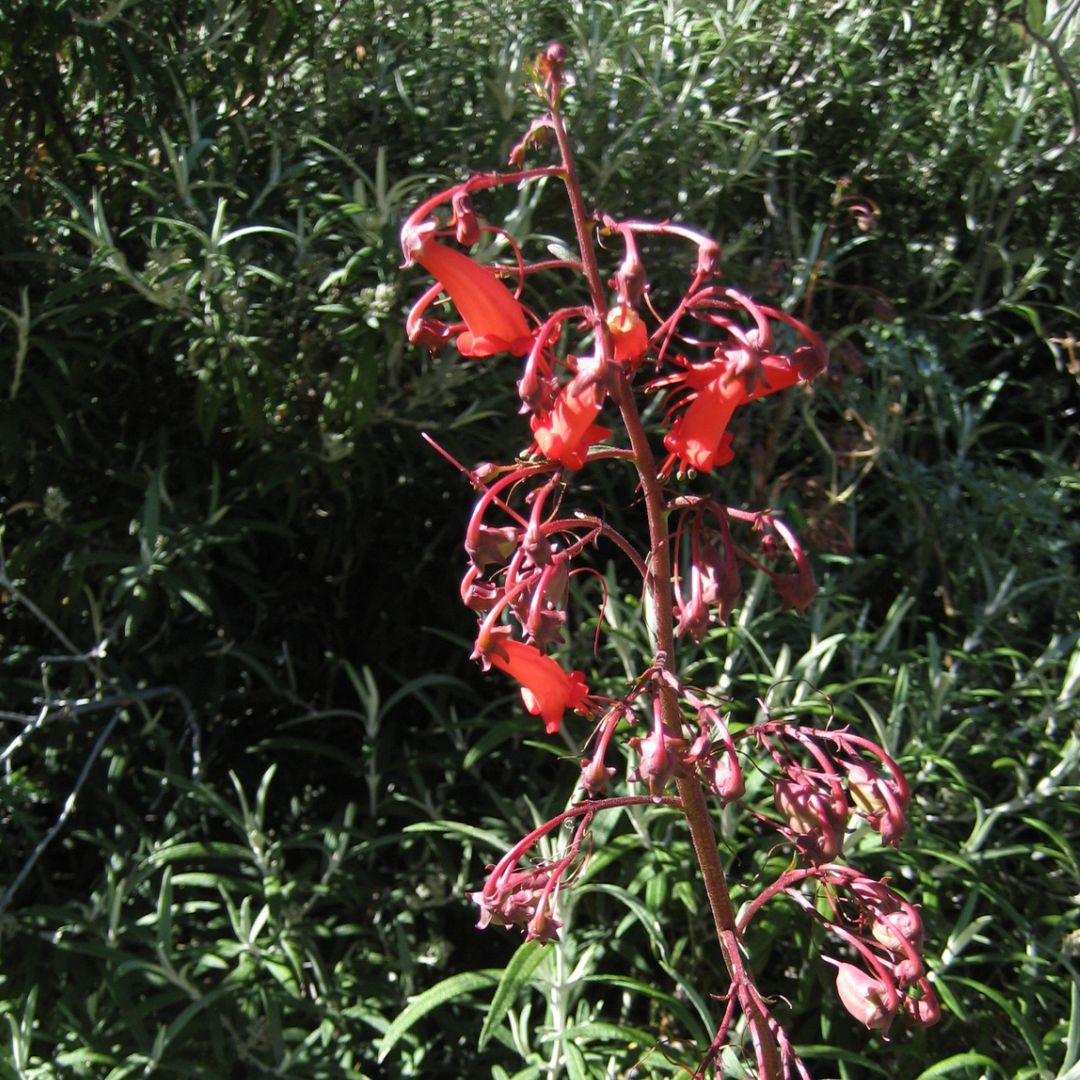 Phygelius capensis seeds - Buy online