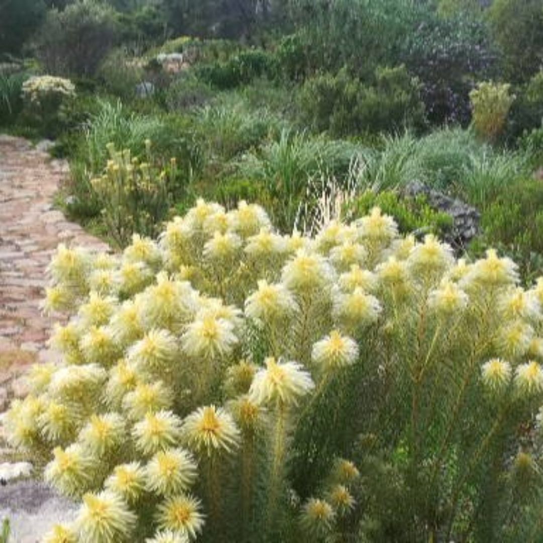 Phylica pubescens var pubescens seeds - Buy online