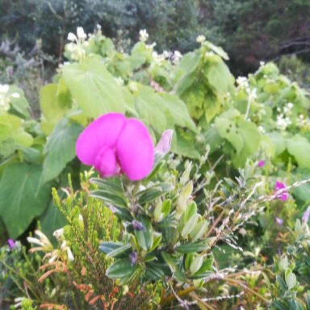 Podalyria buxifolia seeds - Buy online