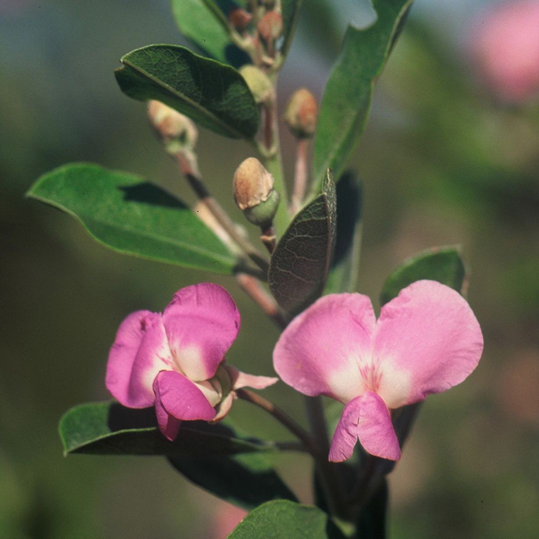 Podalyria calyptrata seeds - Buy online