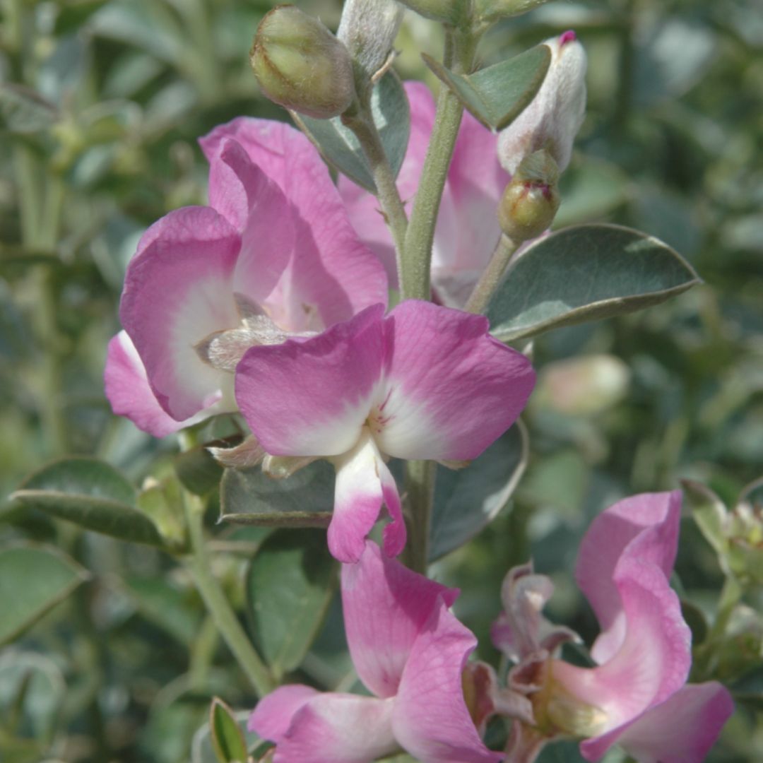 Podalyria myrtillifolia seeds - Buy online