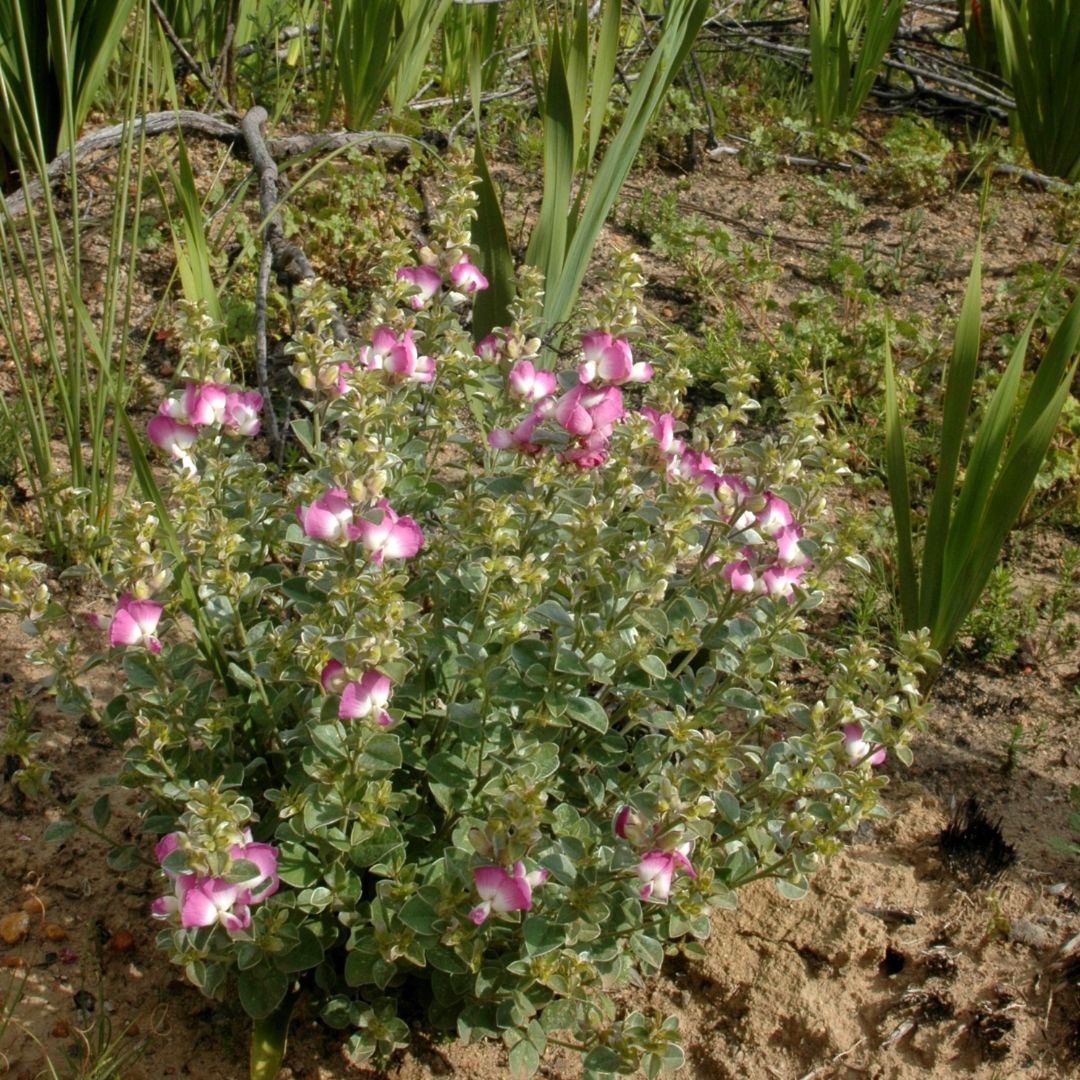 Podalyria myrtillifolia seeds - Buy online