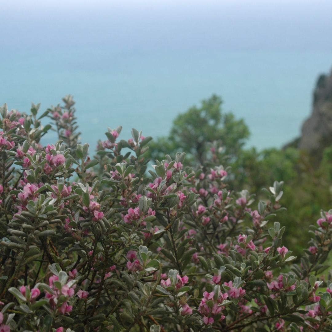Podalyria sericea seeds - Buy online
