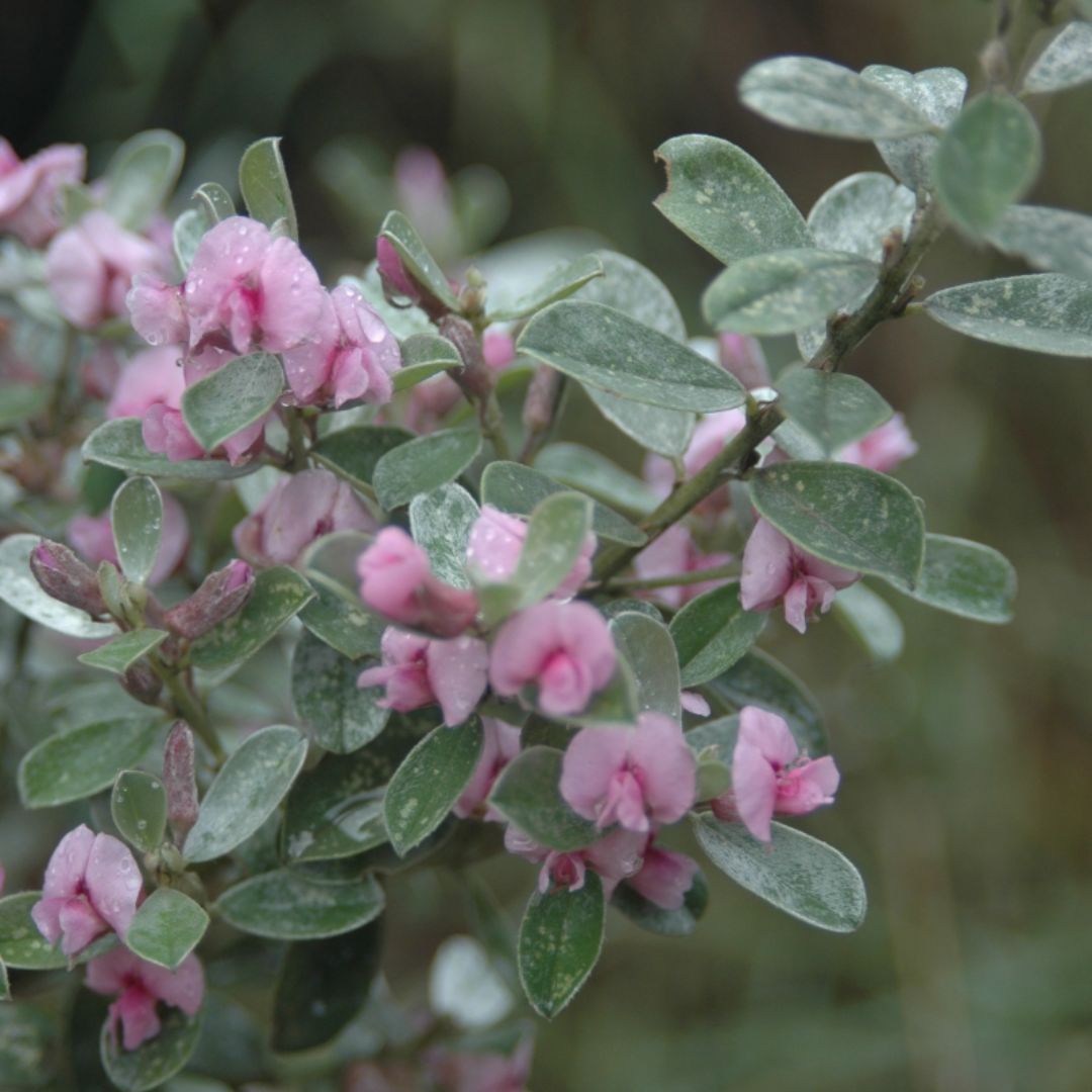 Podalyria sericea seeds - Buy online