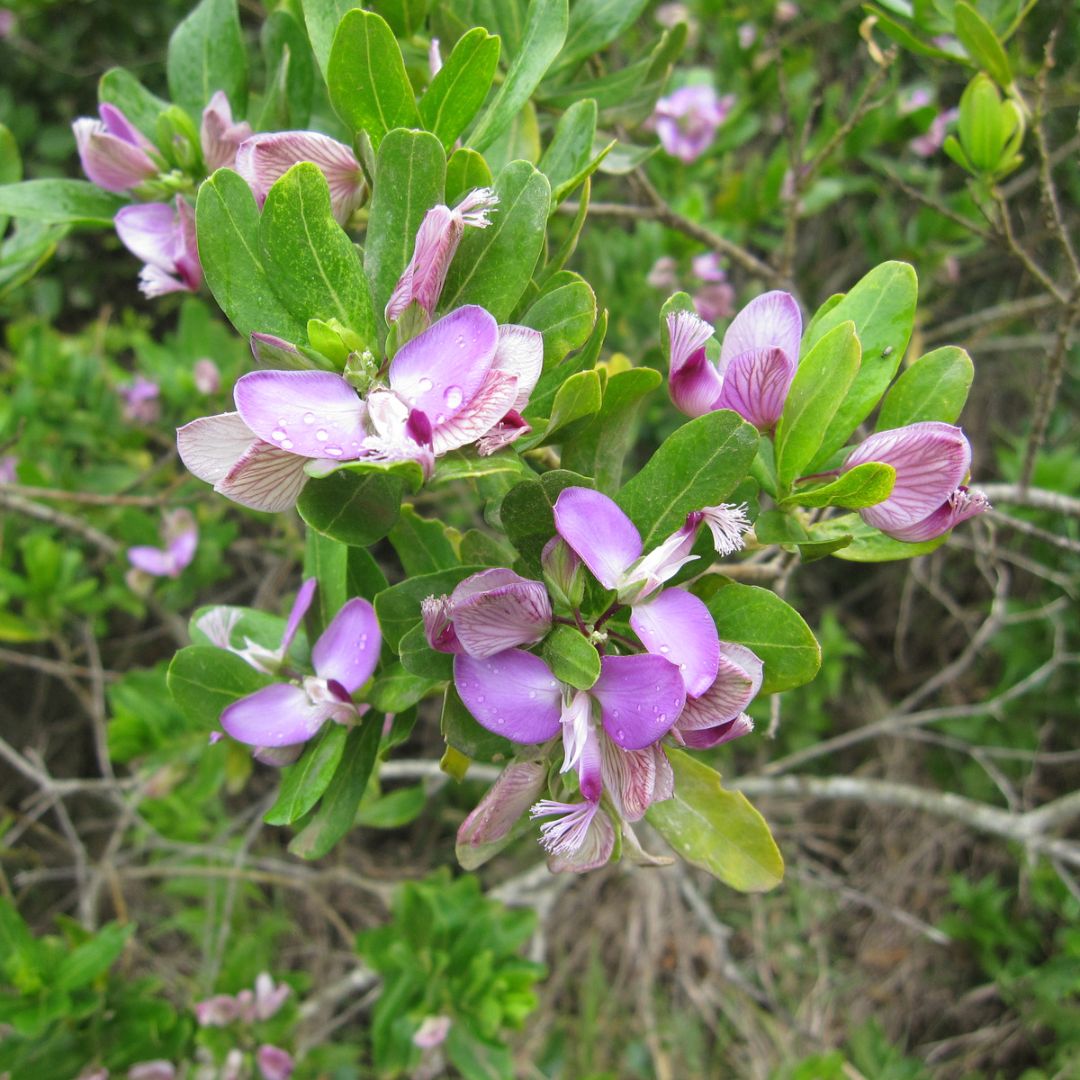 Polygala myrtifolia var myrtifolia seeds - Buy online