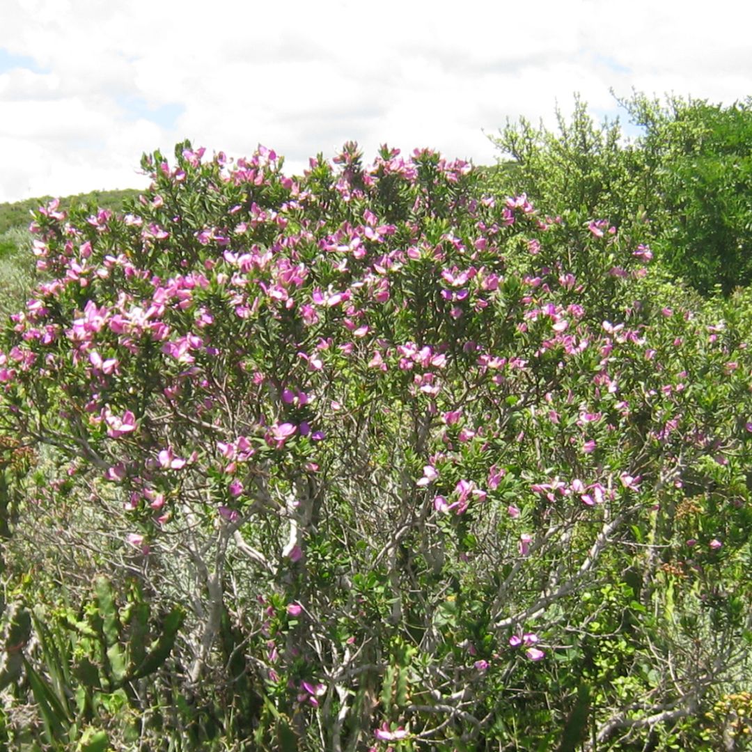 Polygala myrtifolia var myrtifolia seeds - Buy online