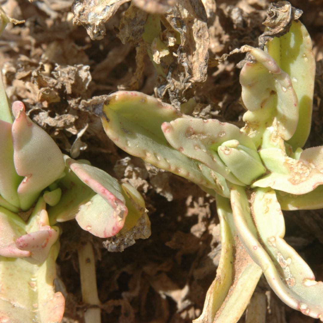 Mesembryanthemum pallens subsp. pallens seeds - Buy online