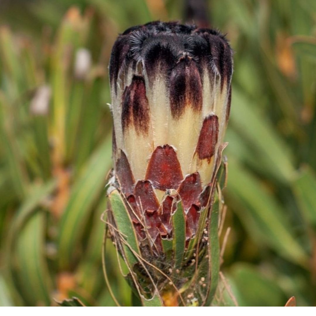 Protea lepidocarpodendron seeds - Buy online