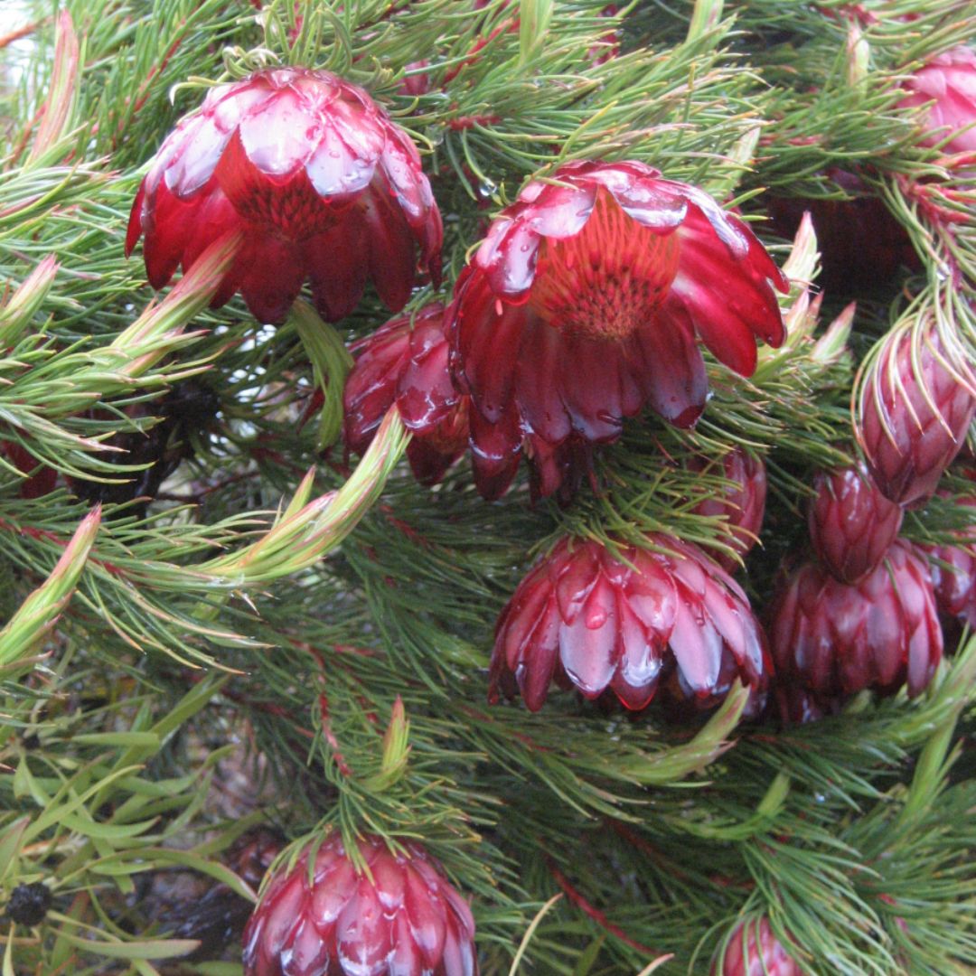 Protea nana seeds - Buy online