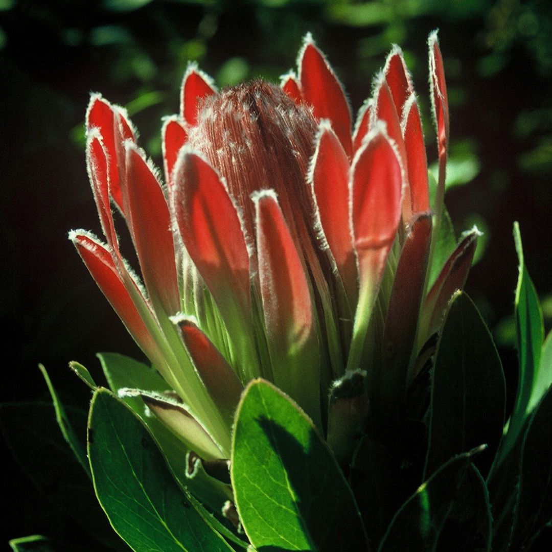 Protea roupelliae subsp. roupelliae seeds - Buy online
