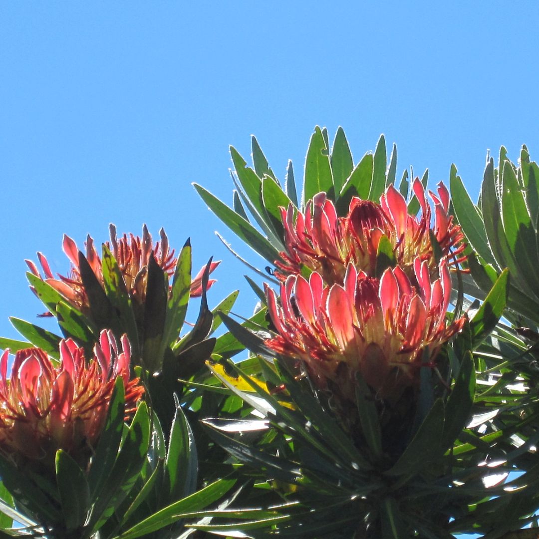 Protea roupelliae subsp. roupelliae seeds - Buy online