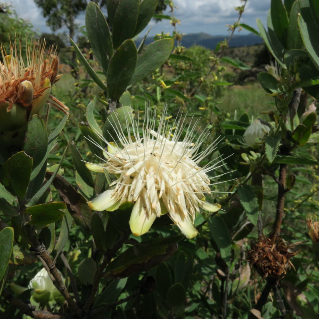 Leucadendron meridianum - Silverhill Seeds