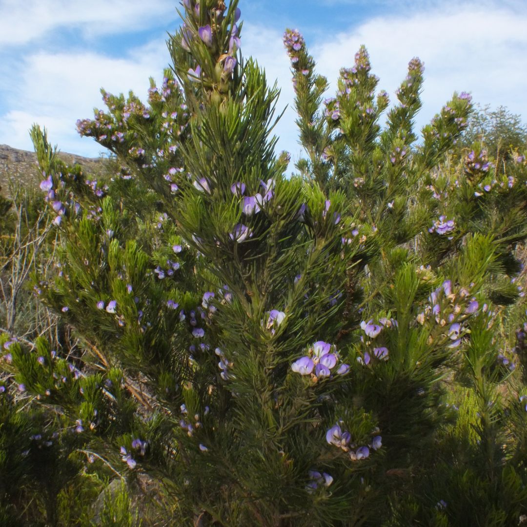 Psoralea pinnata seeds - Buy online