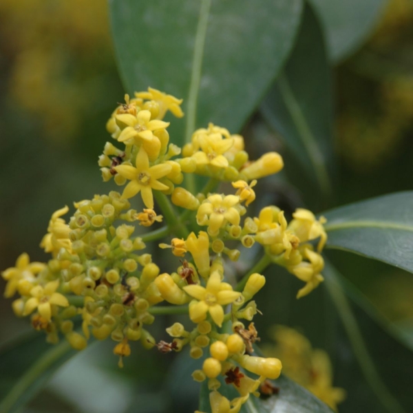 Psychotria capensis subsp. capensis var. capensis seeds - Buy online