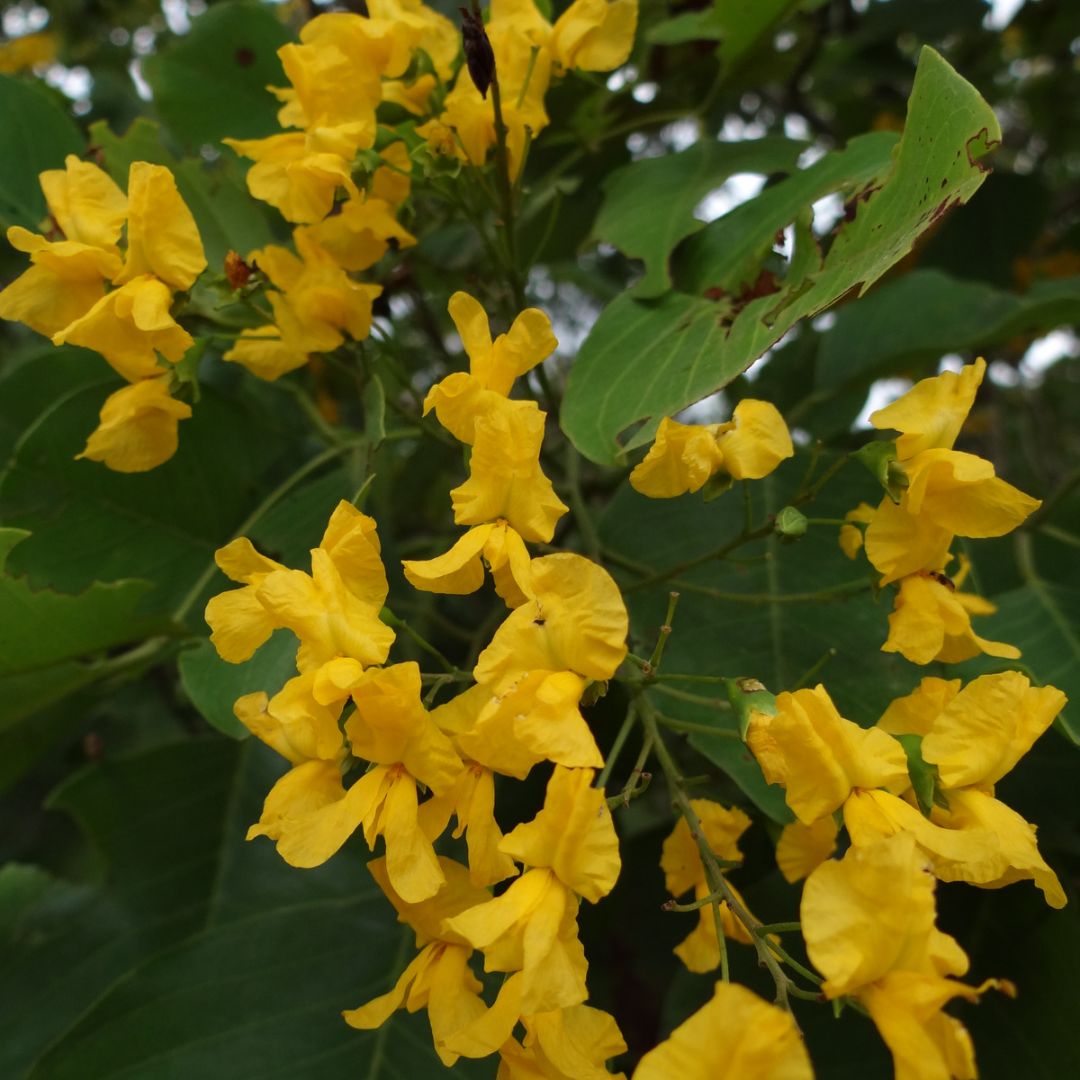 Pteronia hirsuta seeds - Buy online