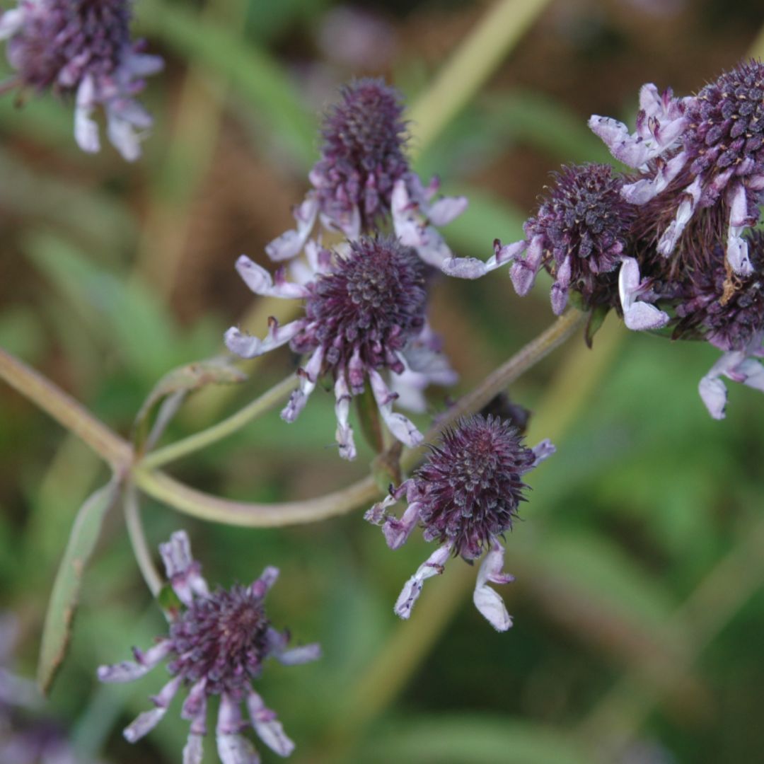Pycnostachys urticifolia seeds - Buy online