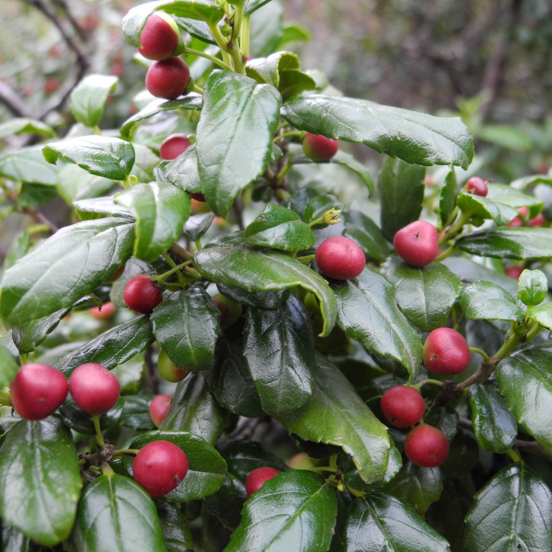 Rhamnus prinoides seeds - Buy online