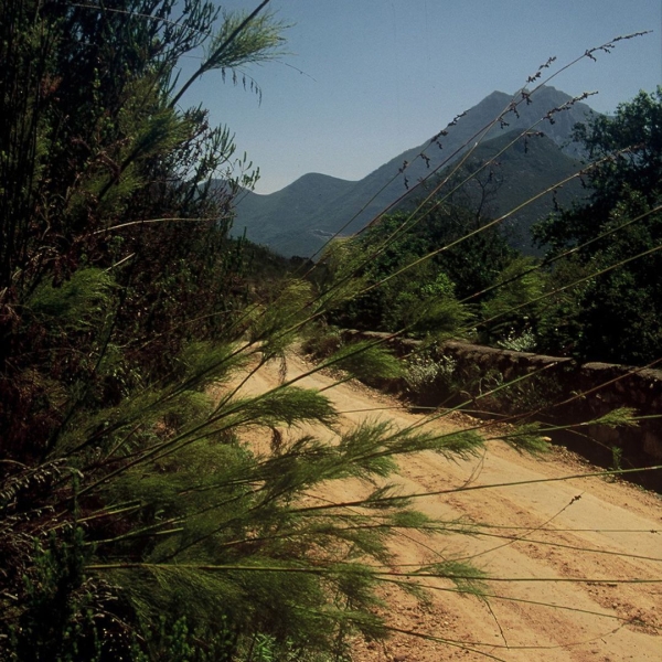 Searsia chirindensis seeds - Buy online