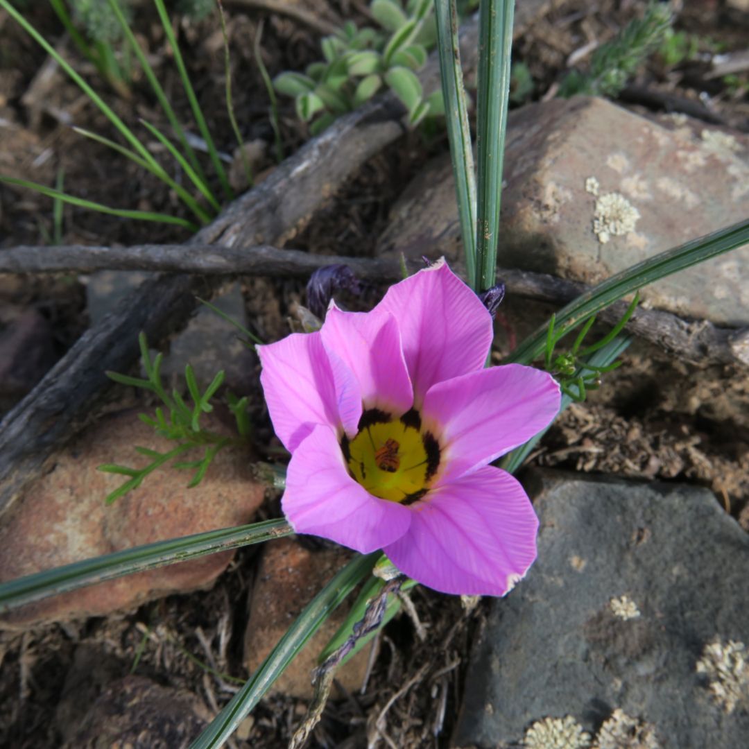 Romulea atrandra var. atrandra seeds - Buy online