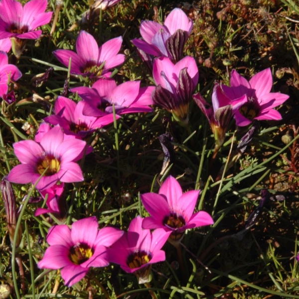 Romulea komsbergensis seeds - Buy online
