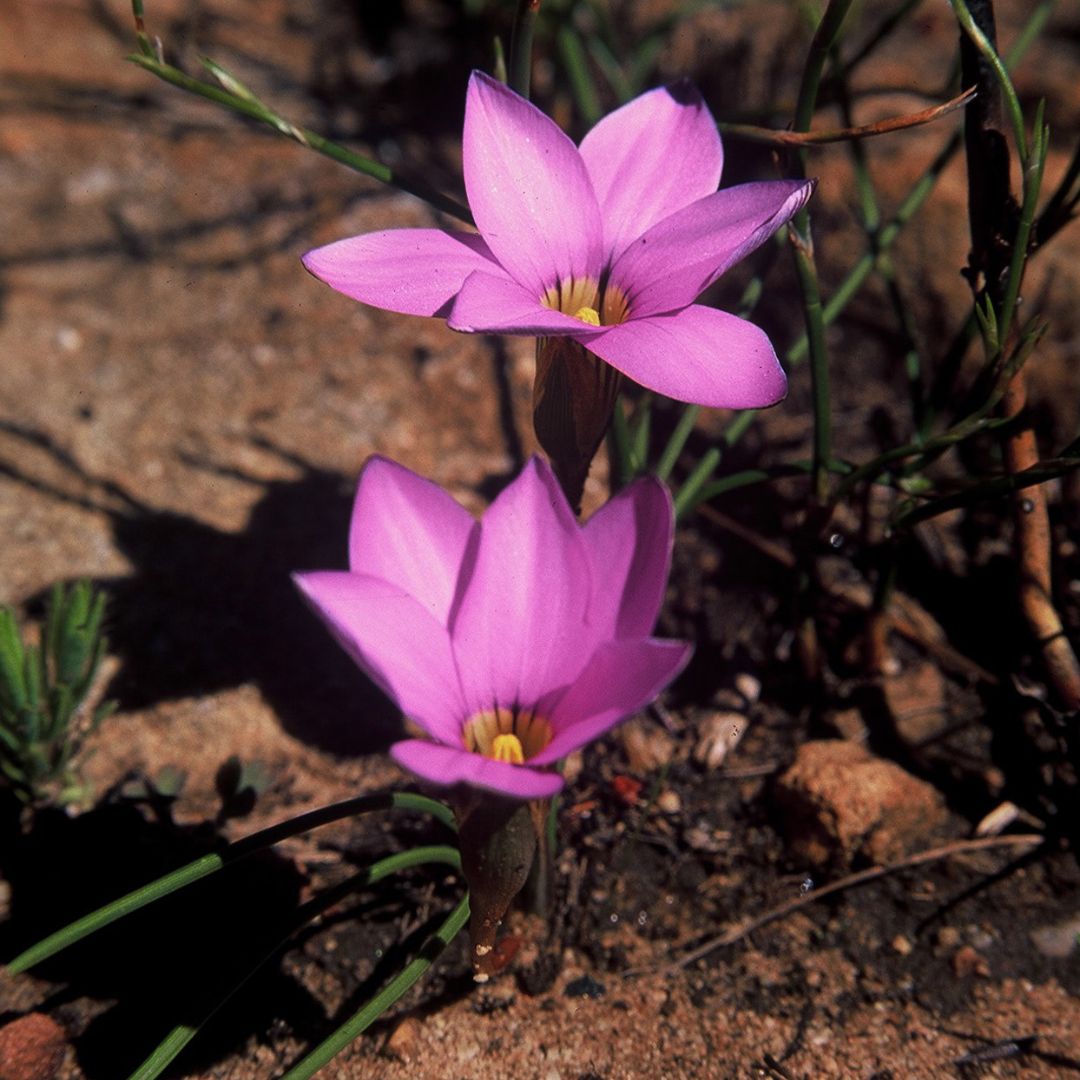 Romulea rosea var. rosea seeds - Buy online