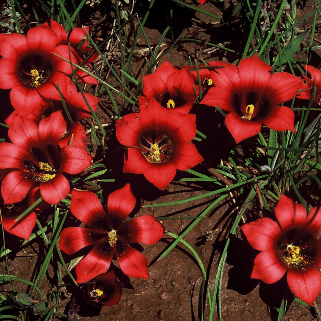 Romulea sabulosa seeds - Buy online