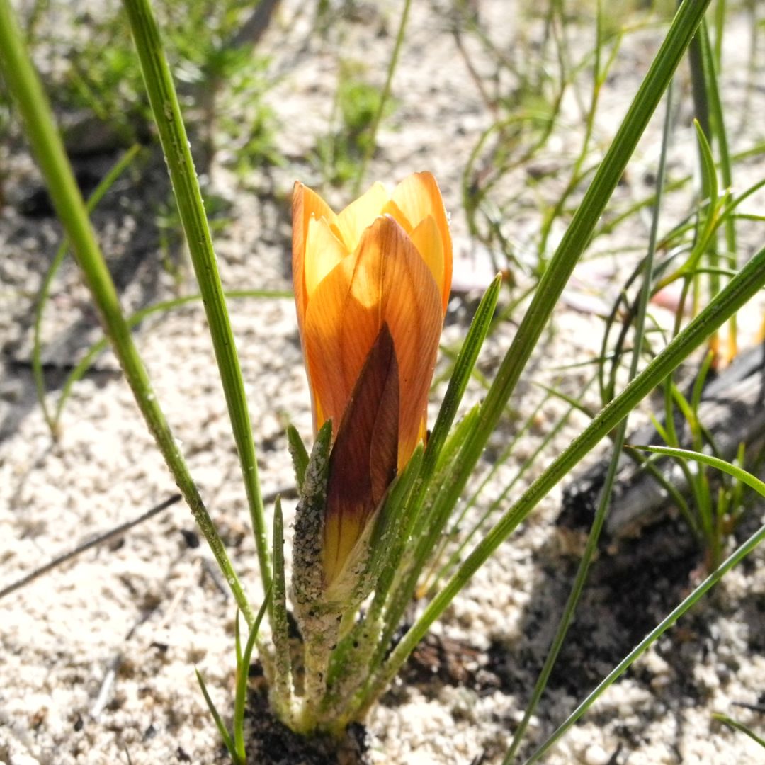 Romulea setifolia seeds - Buy online