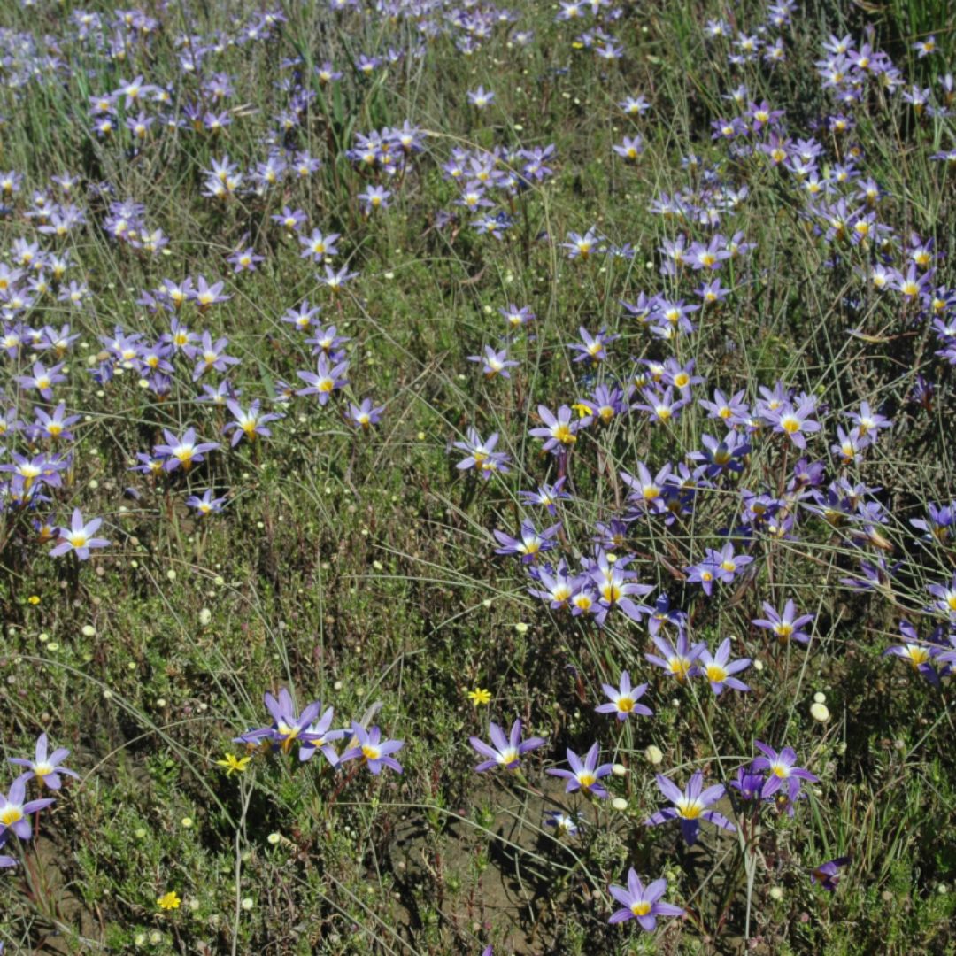 Romulea tabularis seeds - Buy online