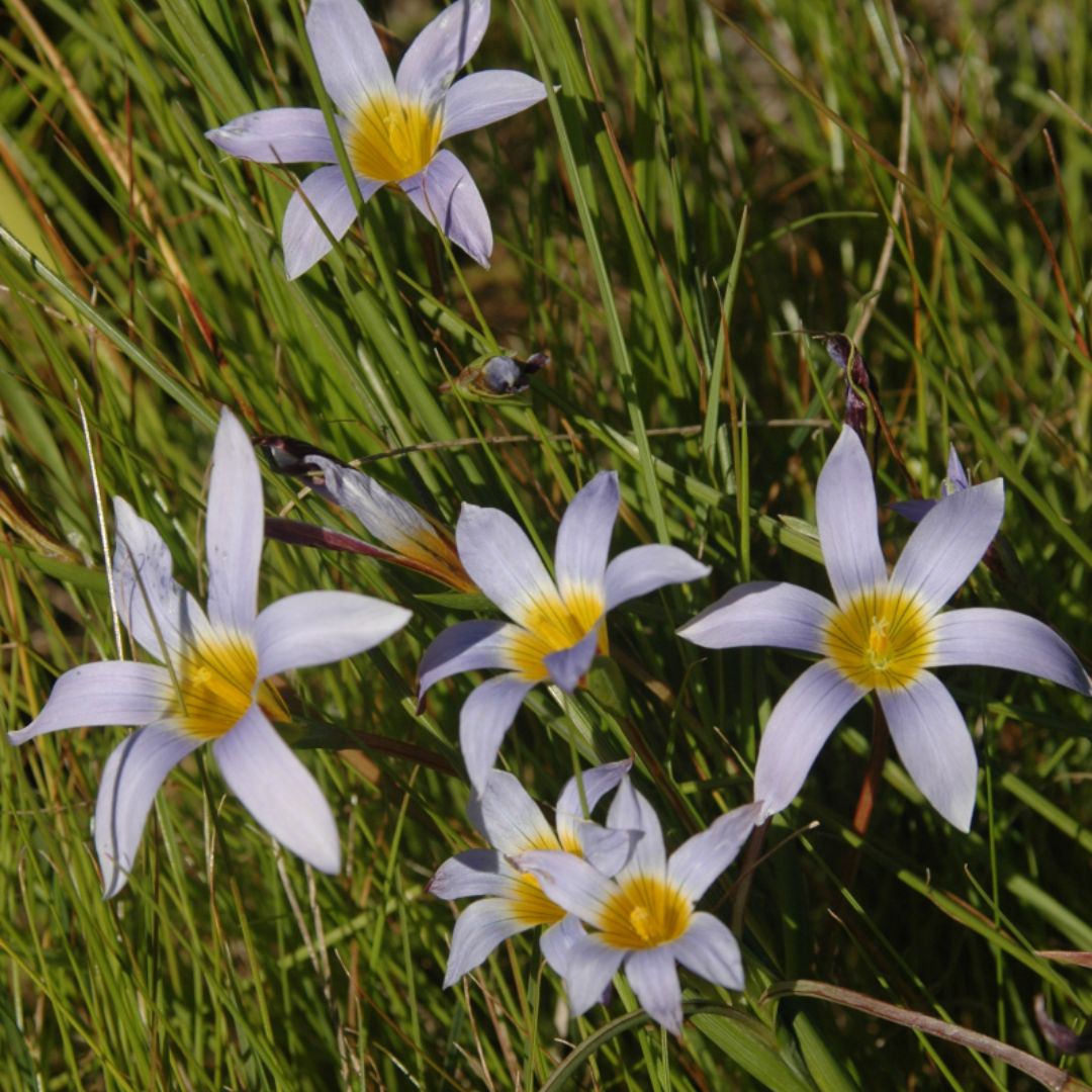 Romulea tabularis seeds - Buy online