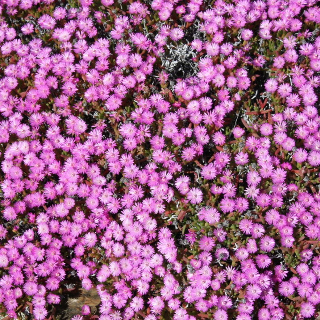 Ruschia lineolata seeds - Buy online