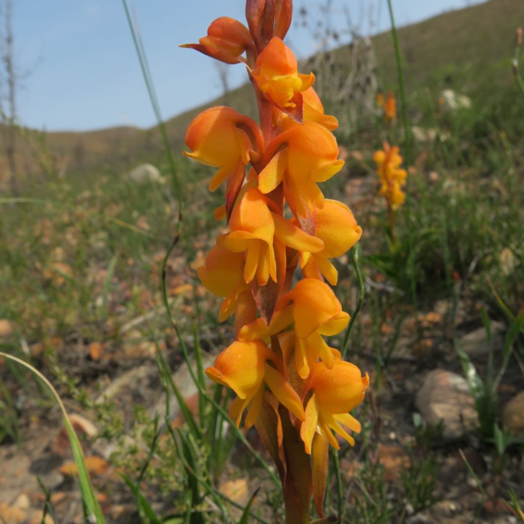 Satyrium coriifolium (Orange) seeds - Buy online