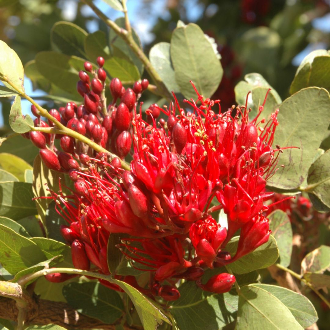 Schotia brachypetala seeds - Buy online