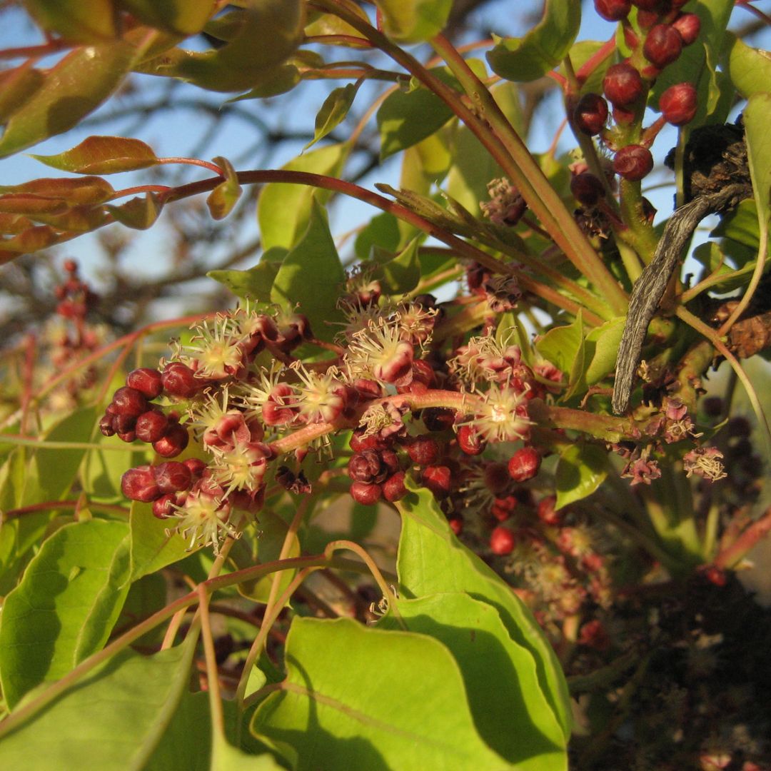 Sclerocarya birrea subsp. caffra seeds - Buy online