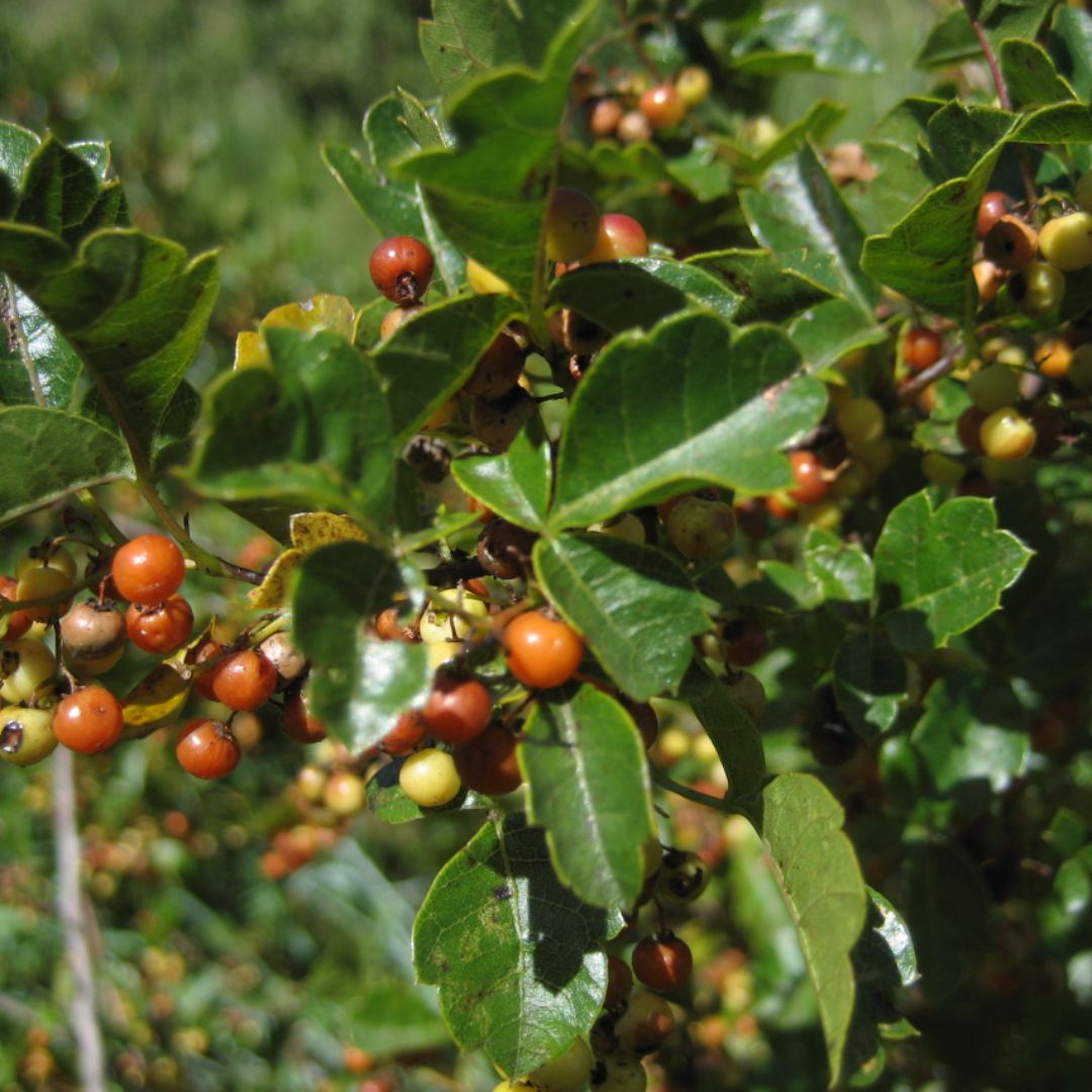 Searsia dentata seeds - Buy online