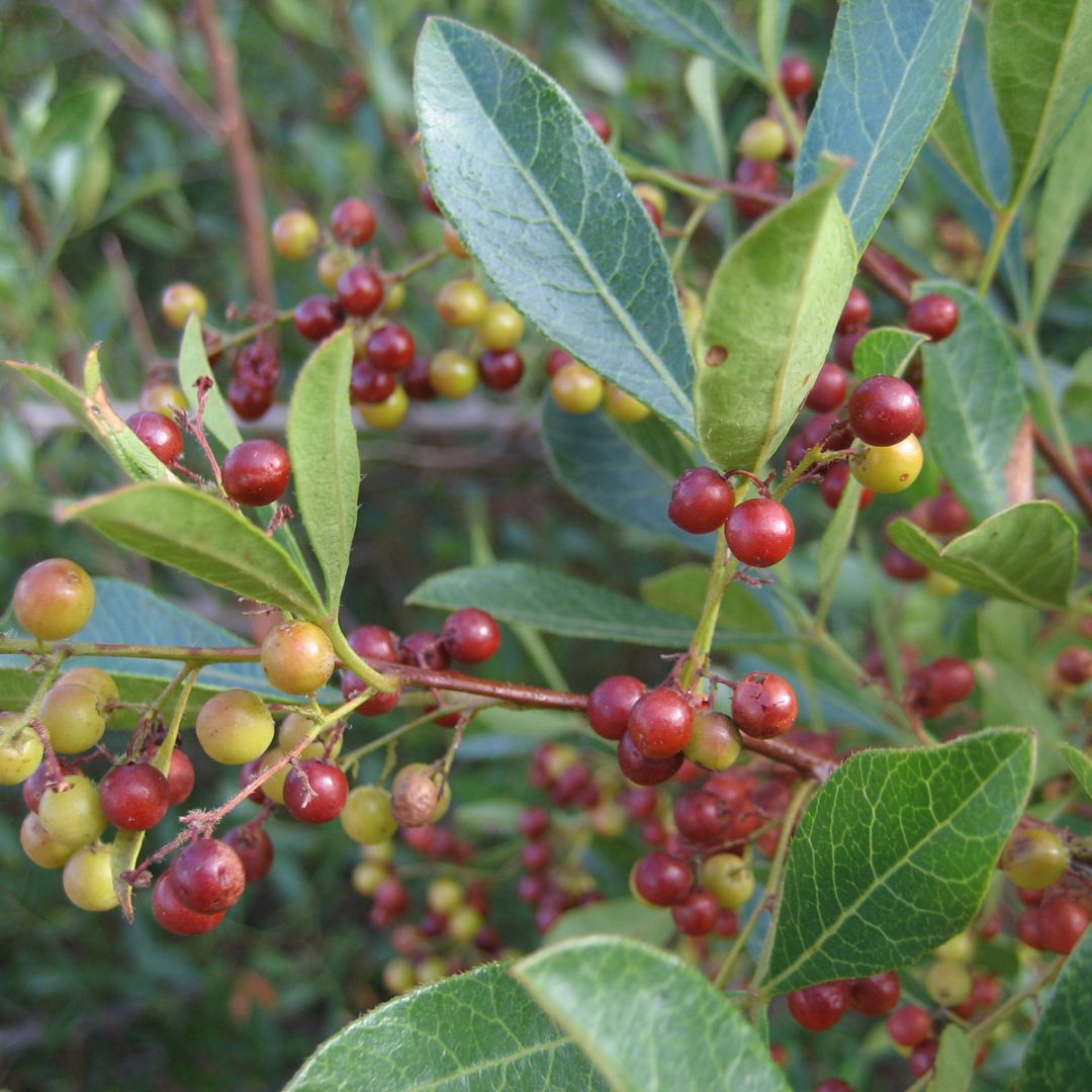 Searsia laevigata seeds - Buy online