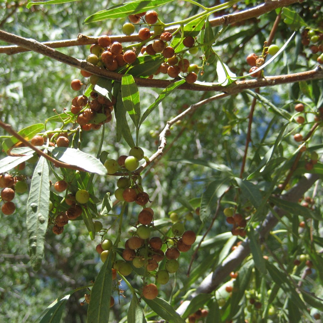 Searsia pendulina seeds - Buy online