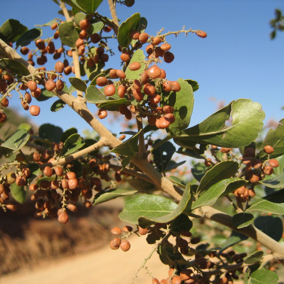 Searsia pentheri seeds - Buy online