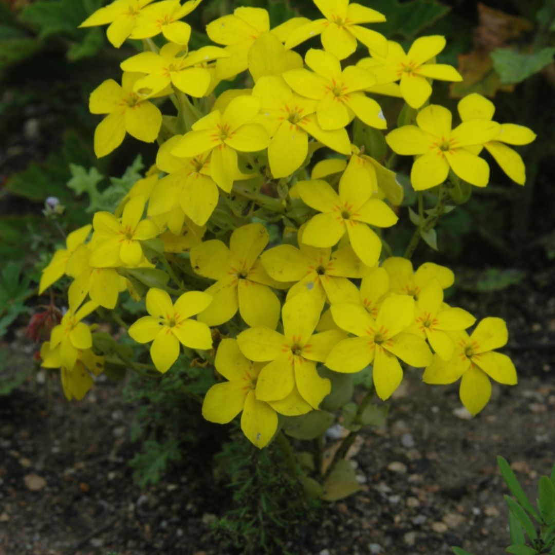 Sebaea exacoides seeds - Buy online