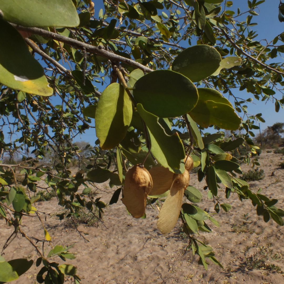 Securidaca longepedunculata var. longepedunculata seeds - Buy online