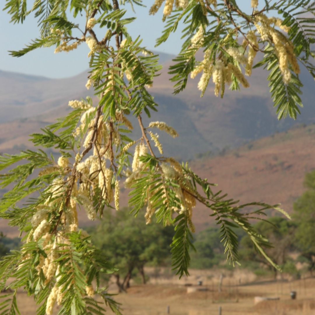 Senegalia caffra seeds - Buy online