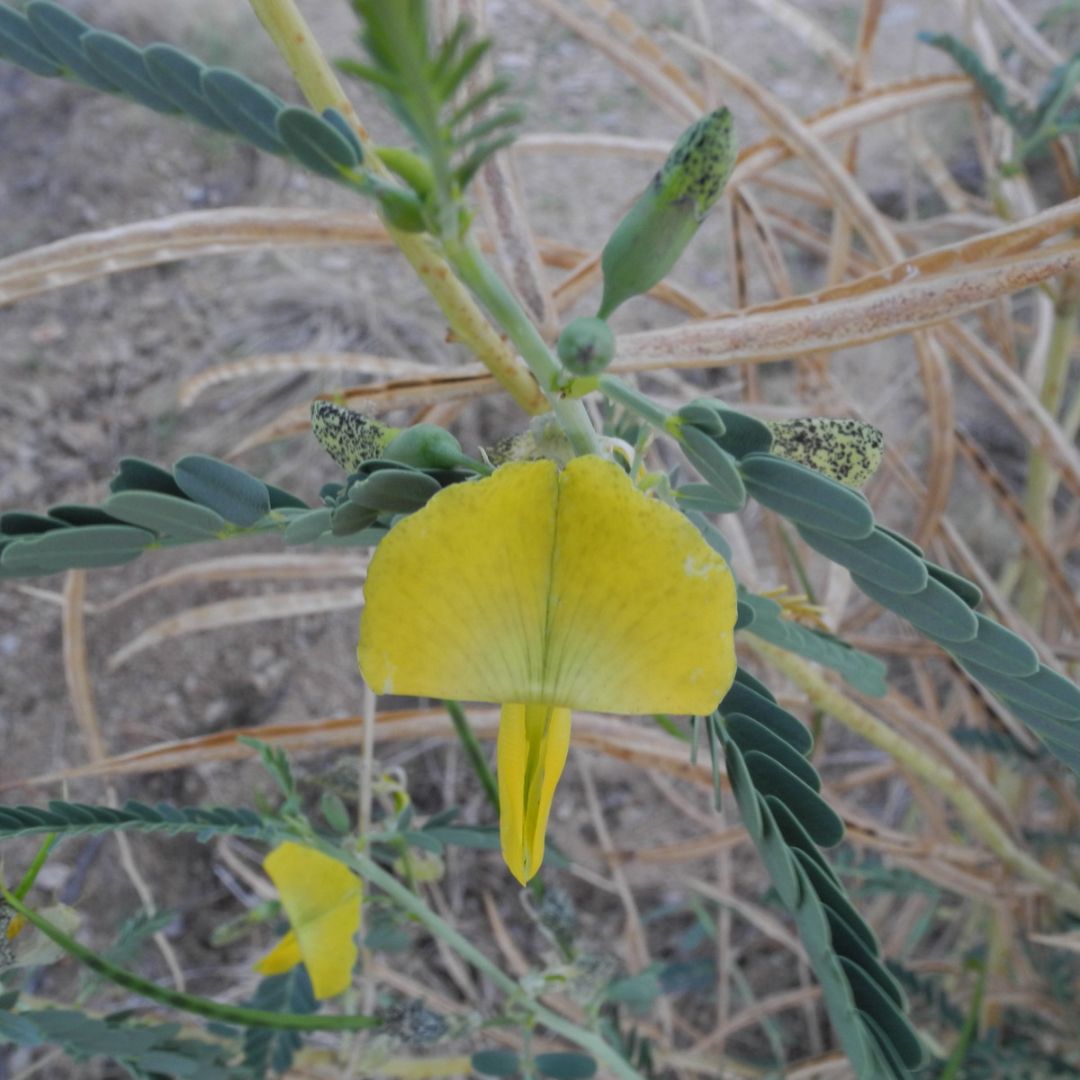 Sesbania sesban subsp. sesban seeds - Buy online