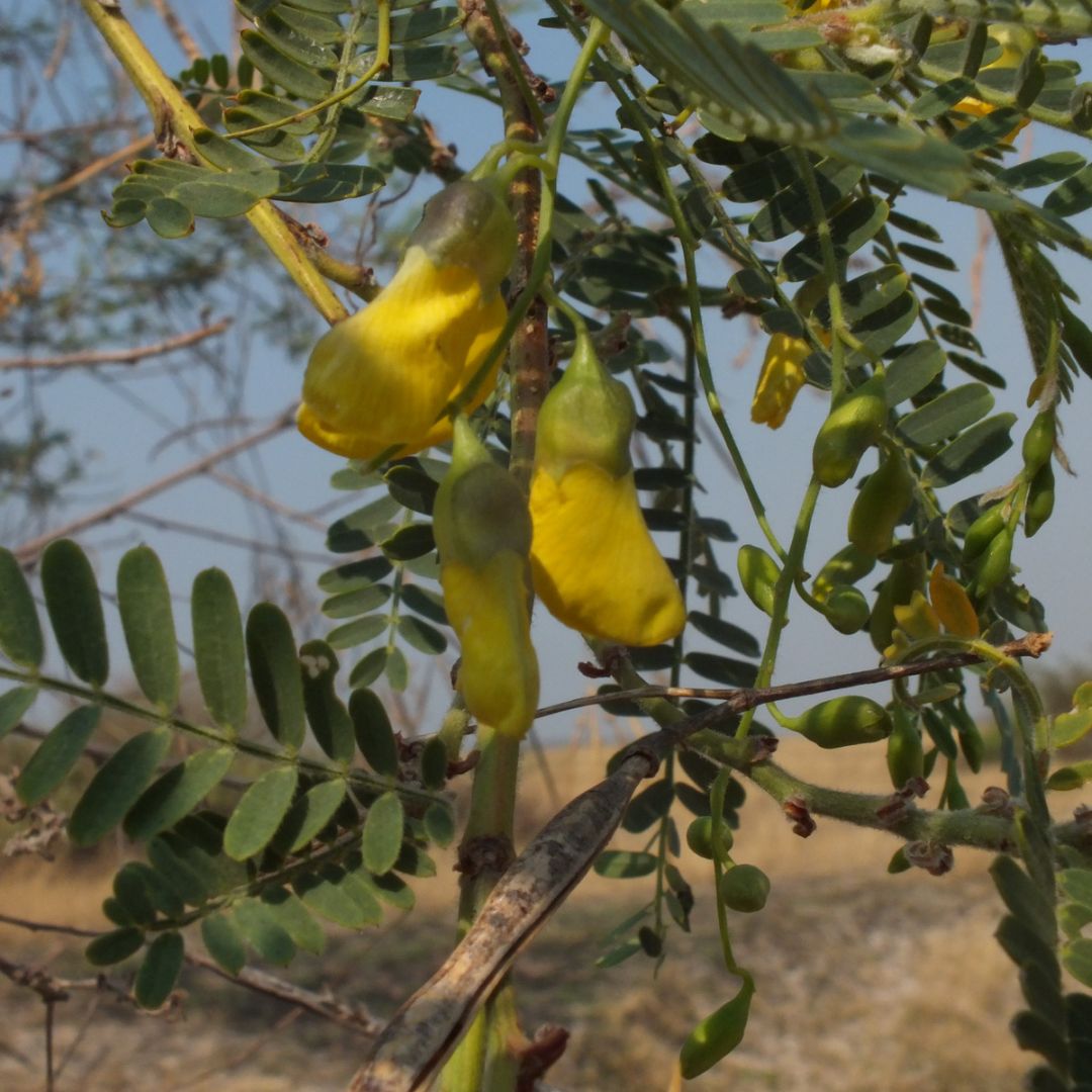 Sesbania sesban subsp. sesban seeds - Buy online