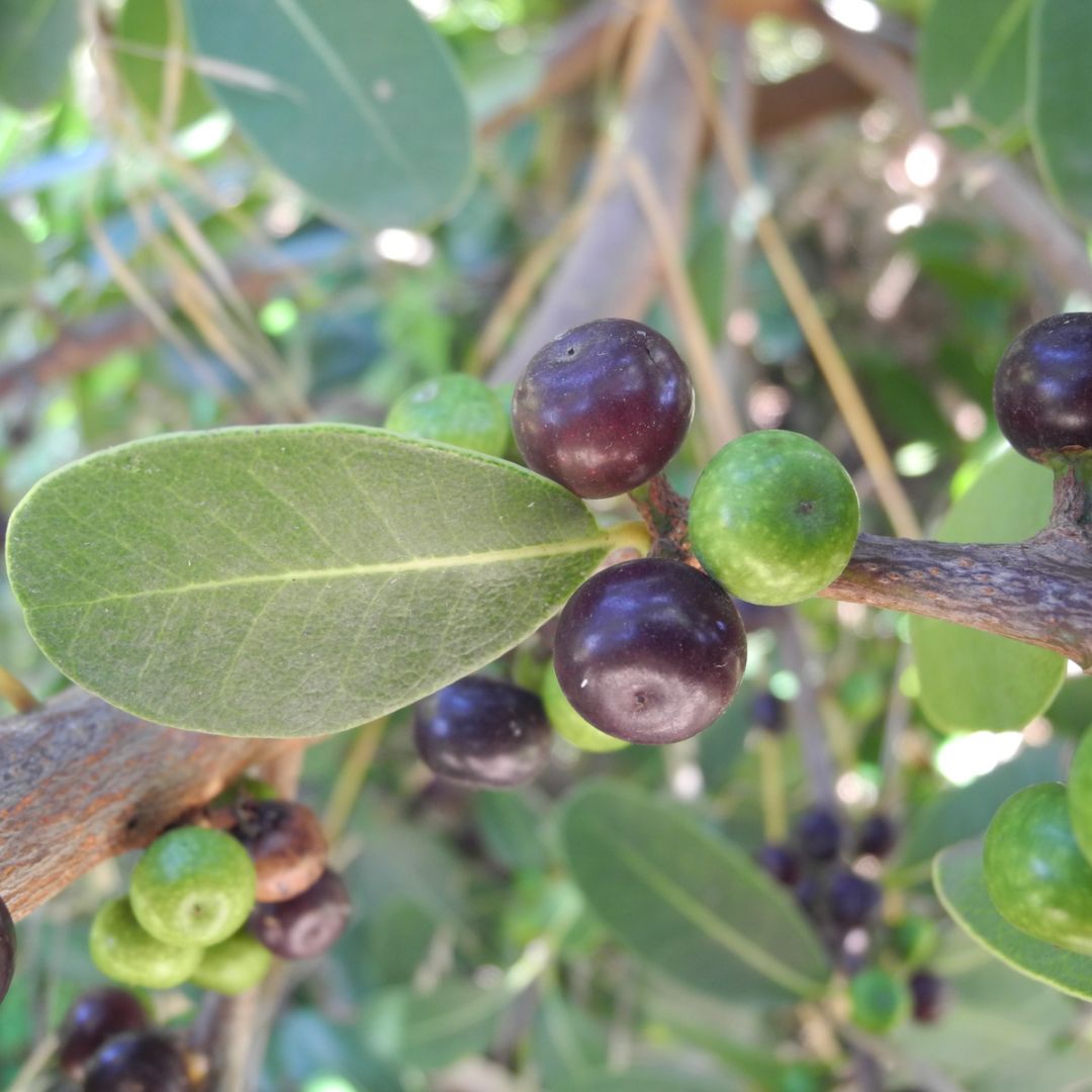 Sideroxylon inerme seeds - Buy online