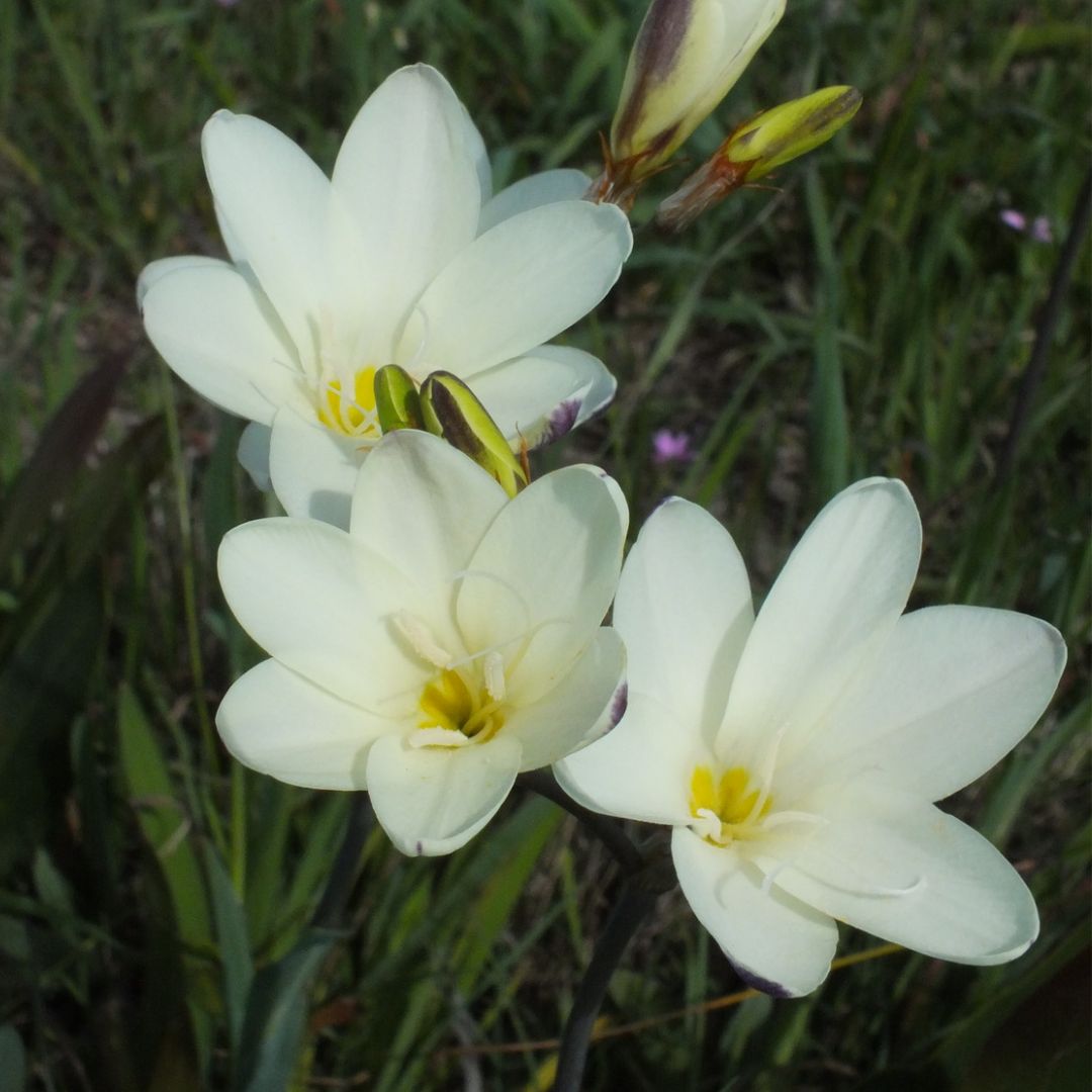 Sparaxis bulbifera (white/cream) seeds - Buy online