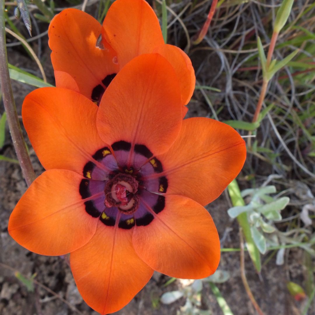 Sparaxis elegans seeds - Buy online