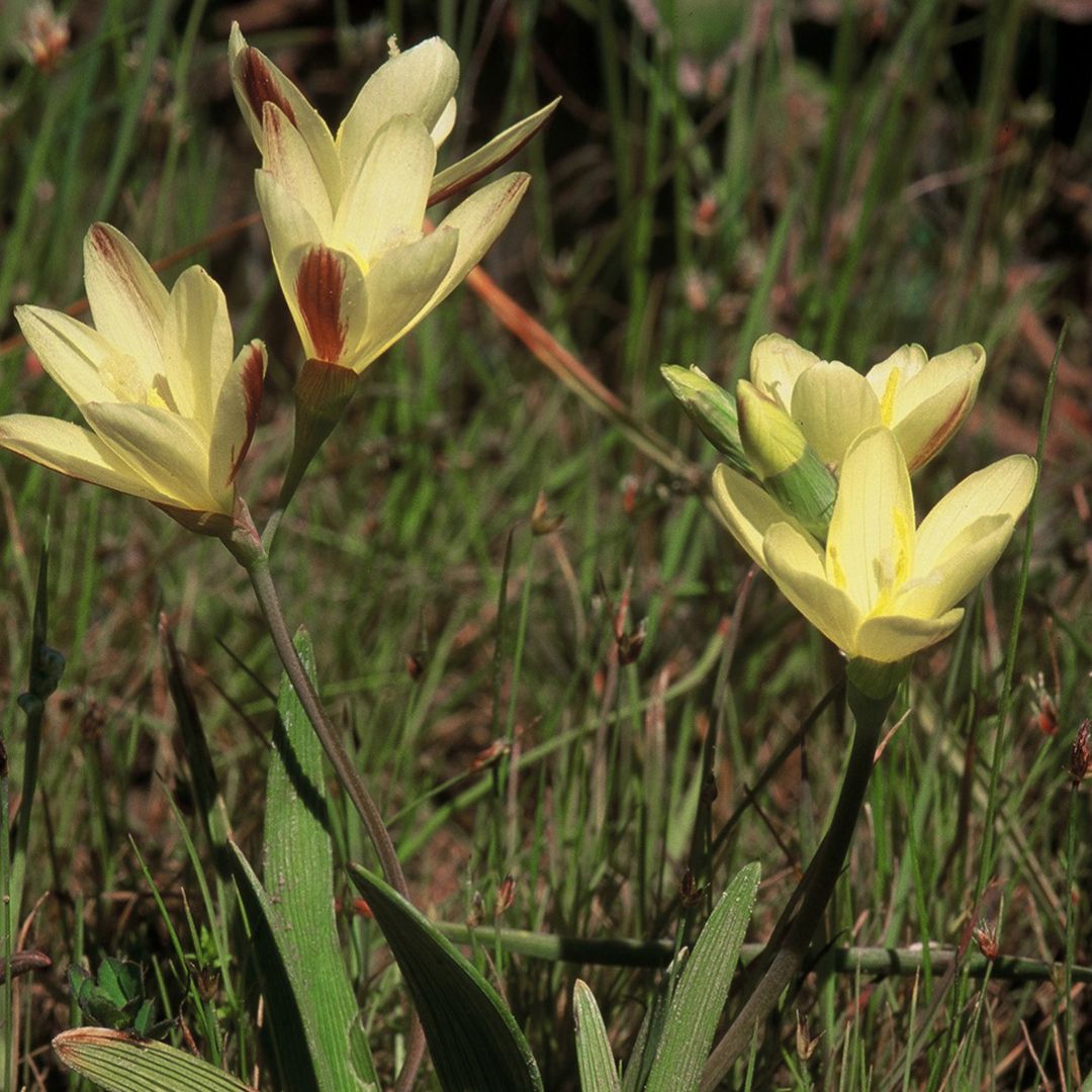 Sparaxis fragrans seeds - Buy online